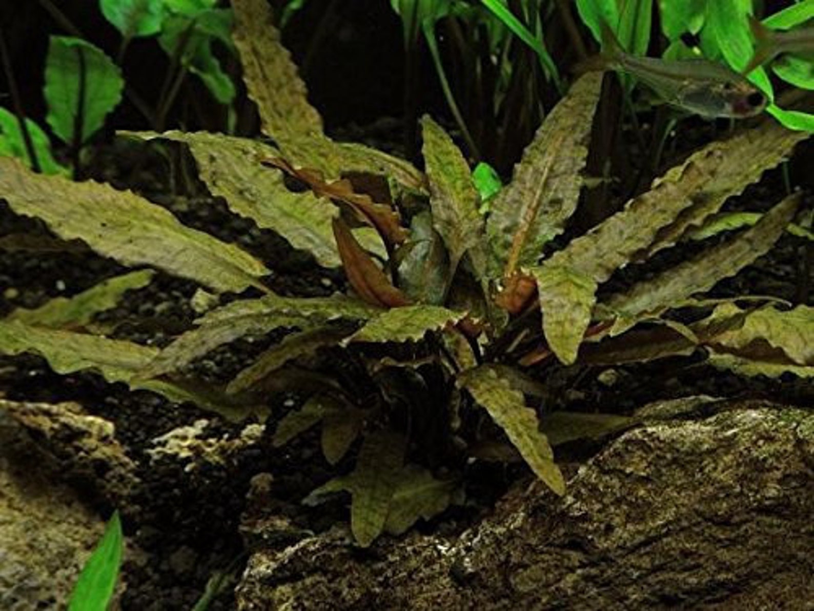 3 bronze cryptocoryne wendtii plants Live aquarium plants | Etsy
