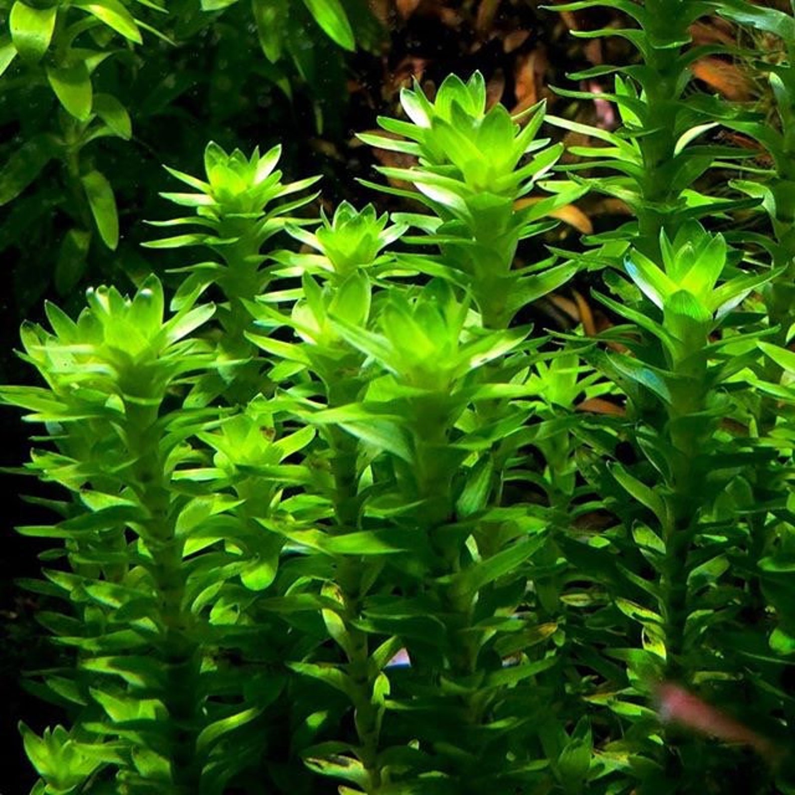 3 Stems Tonina Sp Lotus Blossom Live Aquarium Plants Free S/h Live ...