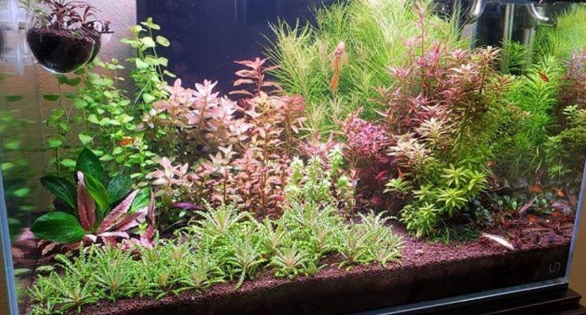 3 Downoi Plants Aka little Star Live Aquarium Plants Free - Etsy