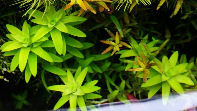 3 Stems Tonina Sp Lotus Blossom Live Aquarium Plants Free S/h Live ...