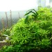 3 Downoi Plants Aka little Star Live Aquarium Plants Free S/h Rare Live ...