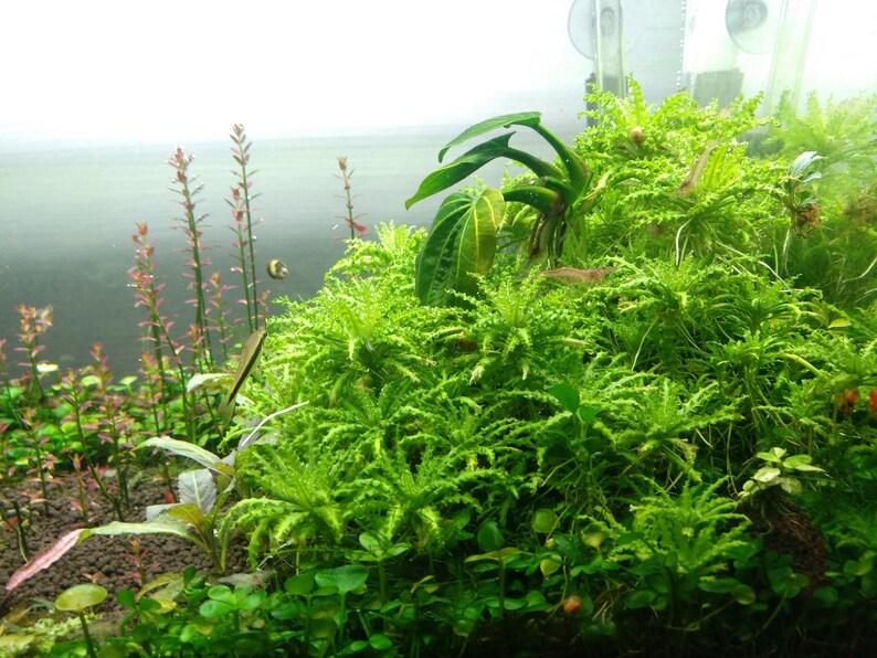 3 Downoi Plants Aka little Star Live Aquarium Plants Free | Etsy