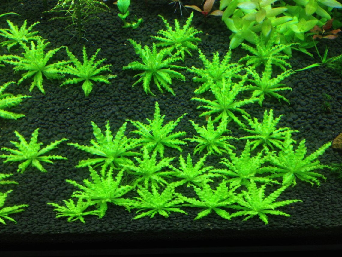 3 Downoi Plants Aka little Star Live Aquarium Plants Free - Etsy