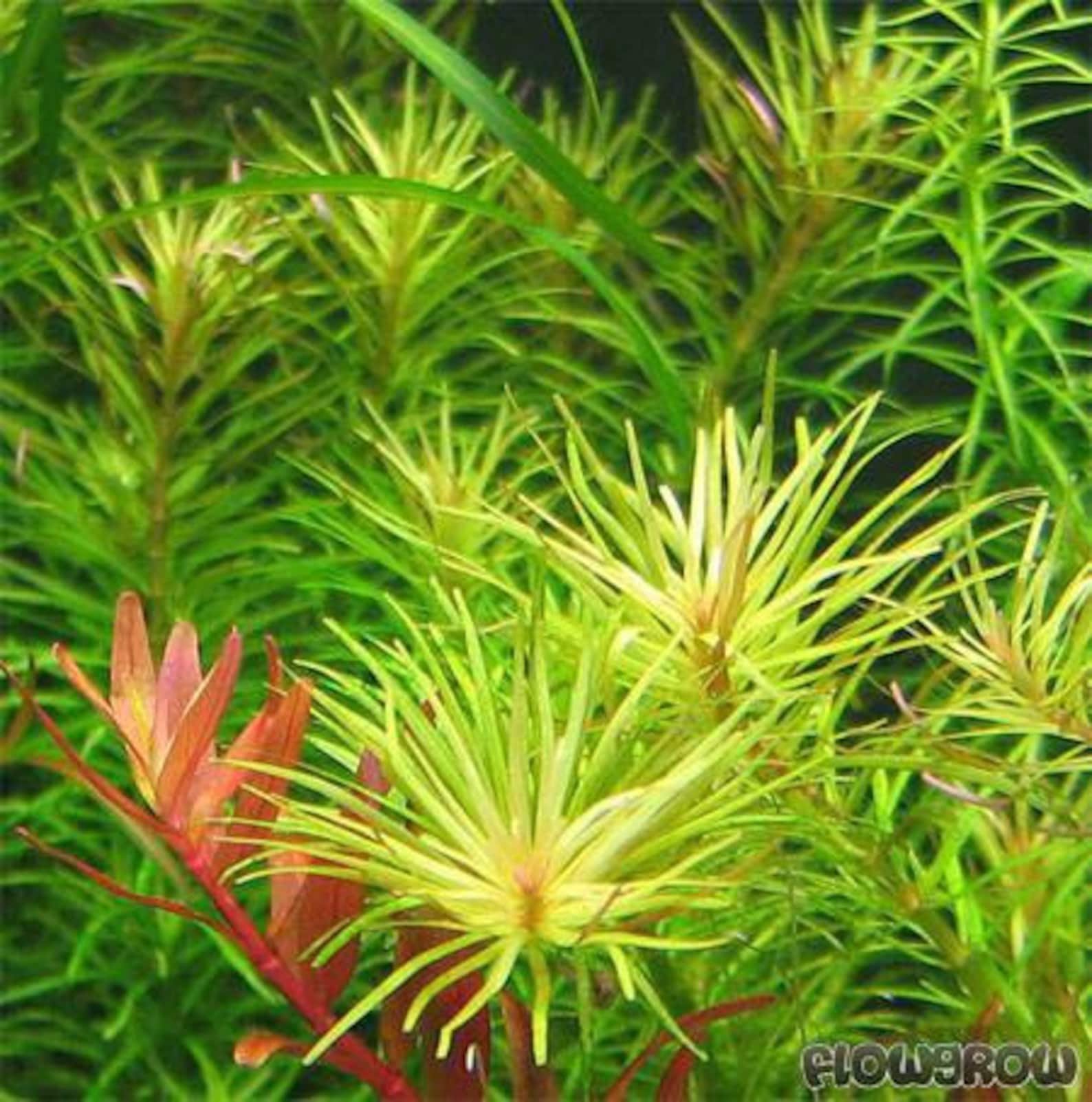 13 Species 50 Stems Live Aquarium Plants Package Free S/h Live - Etsy