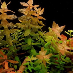 3 Stems Bacopa Colorata Live Aquarium Plants Free S/h - Etsy