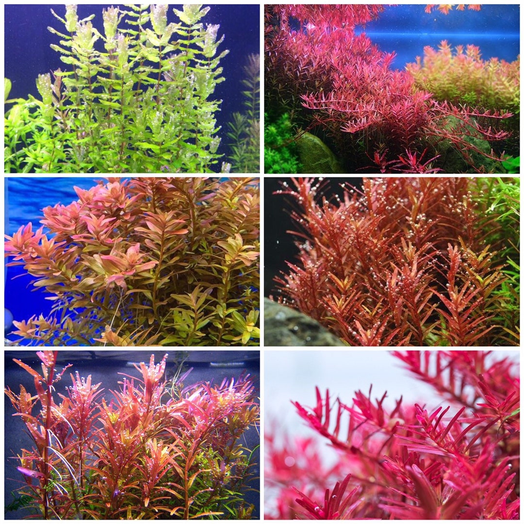 6 Species Rotala 35 Stems Live Aquarium Plants Free S/h Live Aquatic ...