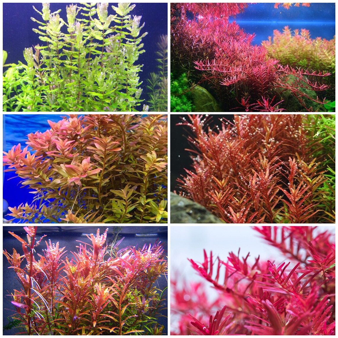 6 Species Rotala 35 Stems Live Aquarium Plants Free S/h Live Aquatic ...