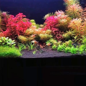 9 Species 50 Stems Live Aquarium Plants Great and Colorful Variety Live ...