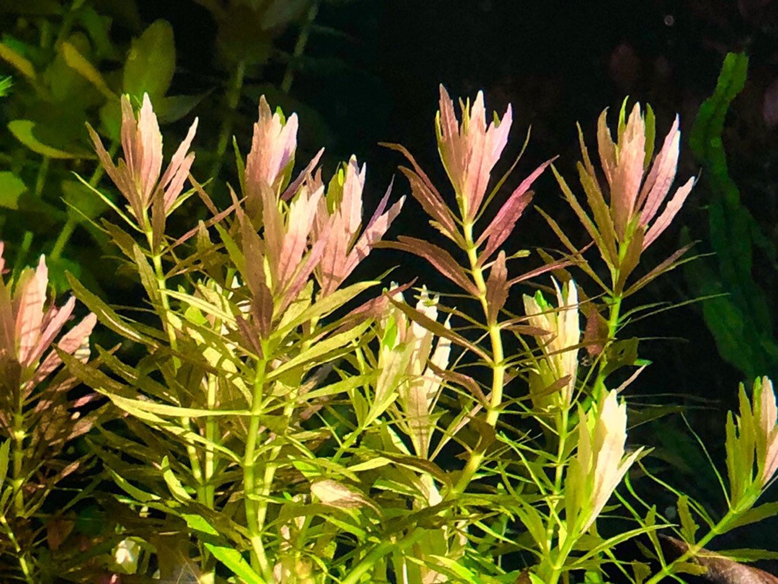 3 Stems Limnophila Aromatica Mini Live Aquarium Plants Free | Etsy