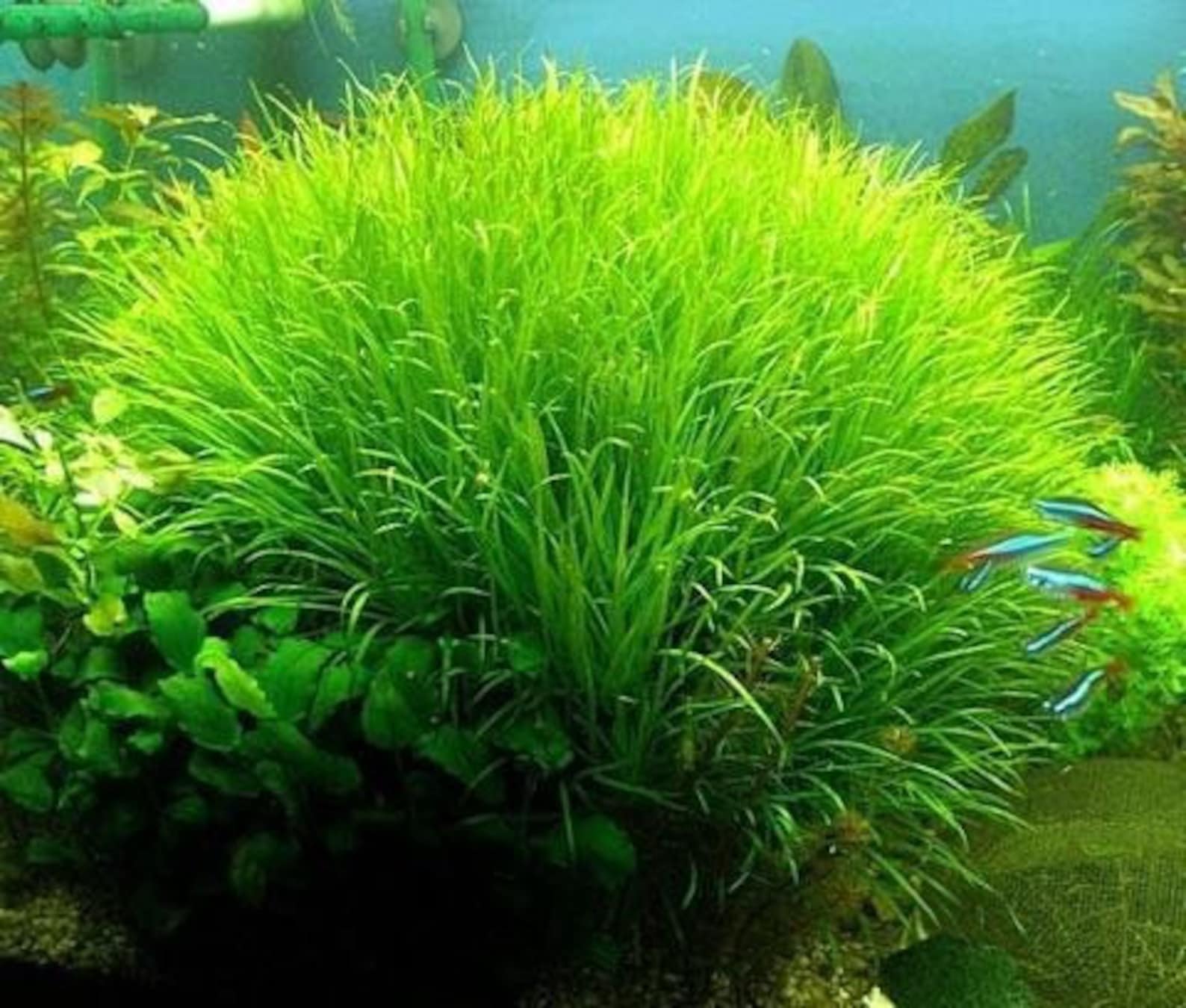 3 Blyxa Japonica Plants Live Aquarium Plants Free S/h Live - Etsy