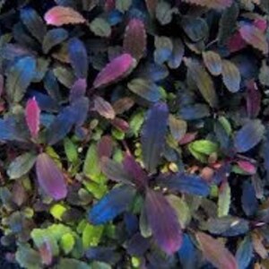 1 Bucephalandra Micro! Live Aquarium Plants! Free S/h Live Aquatic ...