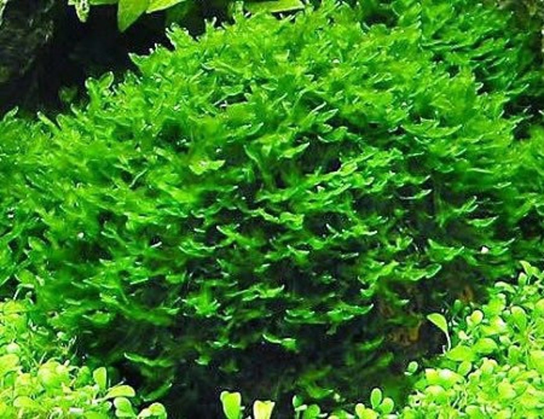 2x2 Inch Portion of Subwassertang Moss! Live Aquarium Plants! Free S/h ...