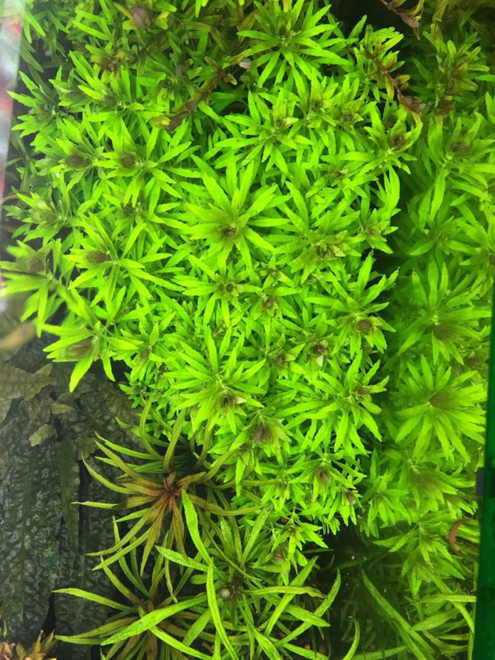 3 Stems Limnophila Aromatica Mini Live Aquarium Plants Free | Etsy