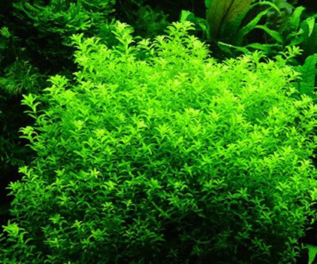 6 Stems Pearl Weed Live Aquarium Plants Free S/h - Etsy