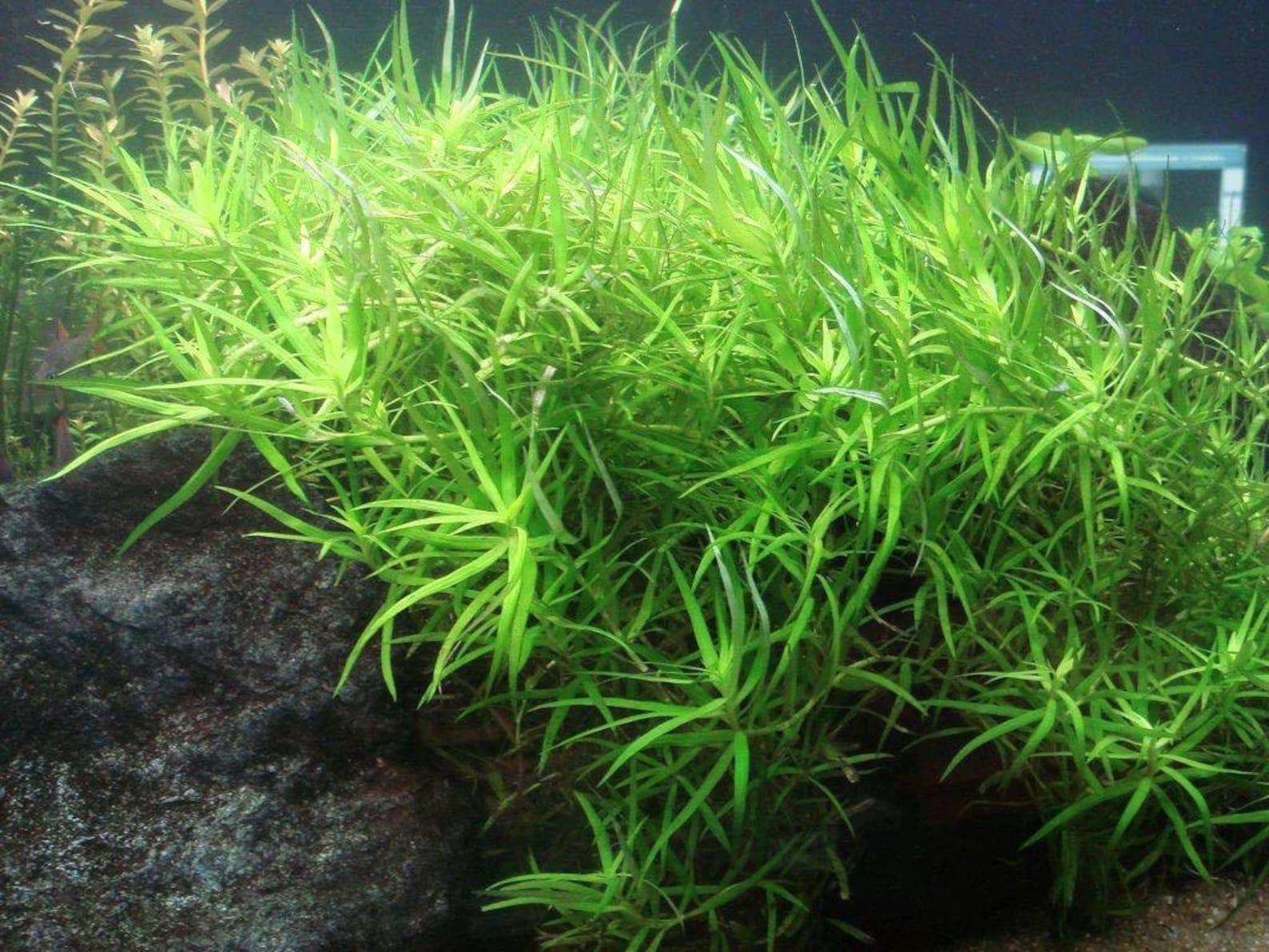 3 Stems Stargrass Live Aquarium Plants Free S/h Aquatic Plants - Etsy