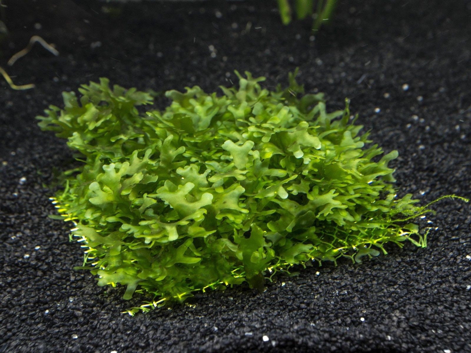 2x2 Inch Portion of Subwassertang Moss Live Aquarium Plants | Etsy
