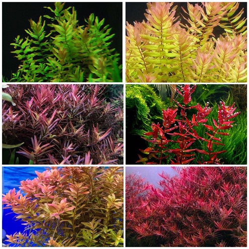 6 Species of Rotalas Live Aquarium Plants 55 Stems Awesome - Etsy