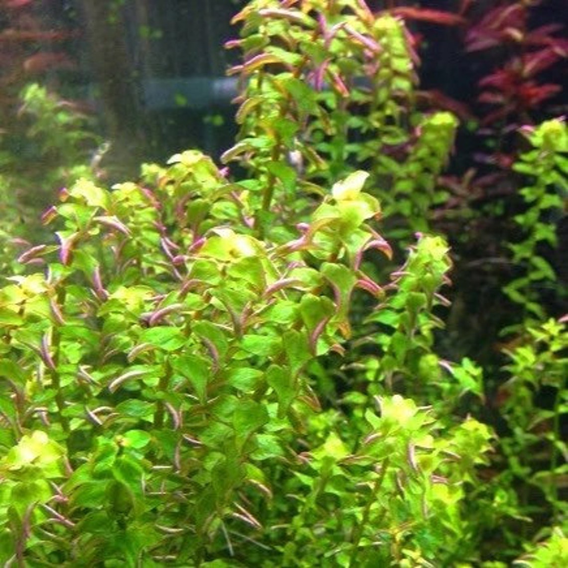 3 Stems Rotala Pearl! Live Aquarium Plants! Free S/h Live Aquatic ...
