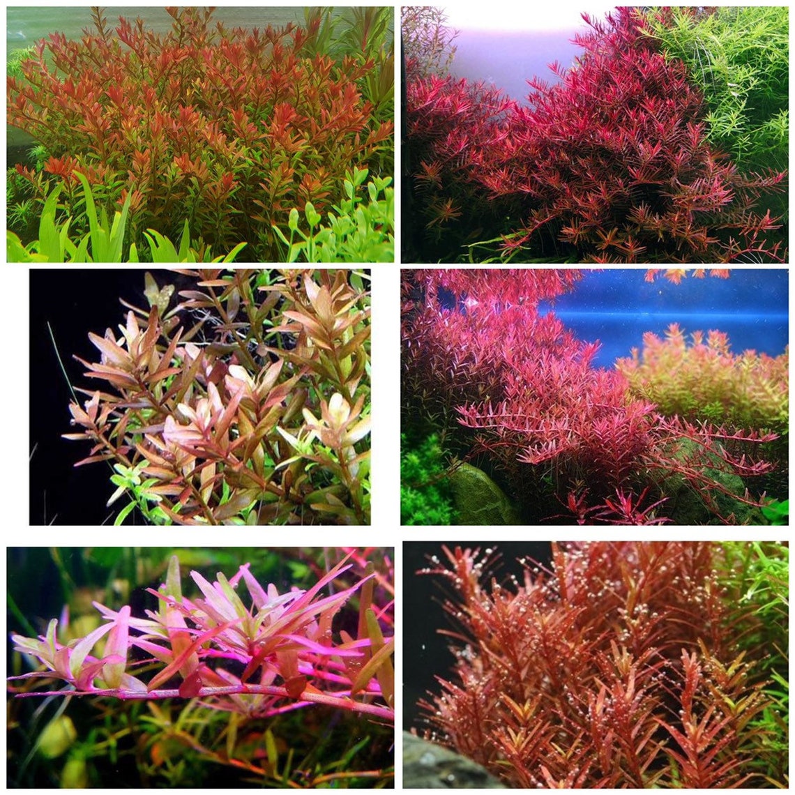 6 Species Rotala Mix 50 Stems Live Aquarium Plants Free S/h - Etsy