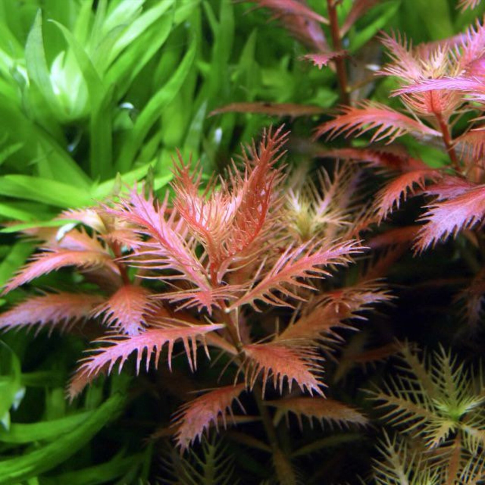 3 Stems Mermaid Weed! Live Aquarium Plants! Free S/h Live Aquatic ...