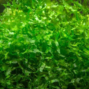 2x2 Inch Portion of Subwassertang Moss! Live Aquarium Plants! Free S/h ...