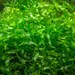 2x2 Inch Portion of Subwassertang Moss Live Aquarium Plants Free S/h ...