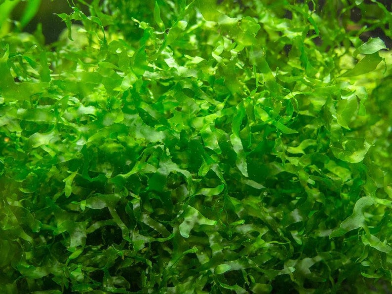 2x2 Inch Portion of Subwassertang Moss Live Aquarium Plants | Etsy