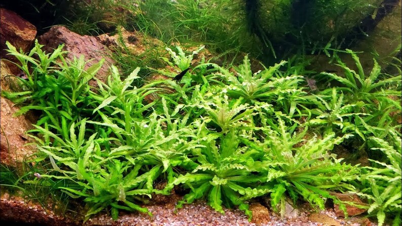 3 Downoi Plants Aka little Star Live Aquarium Plants Free | Etsy