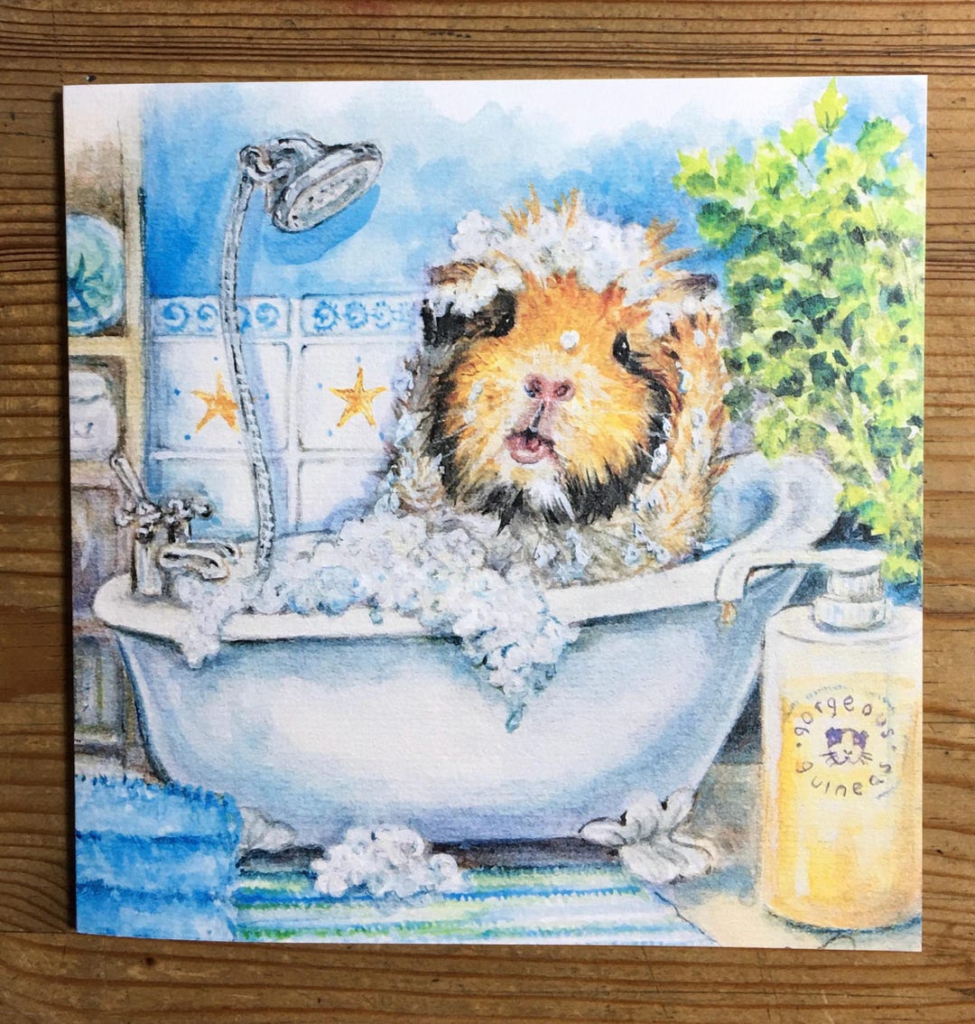 Marbles. Beloved Baby of Chrissie From Gorgeous Guineas Creates Perfect ...