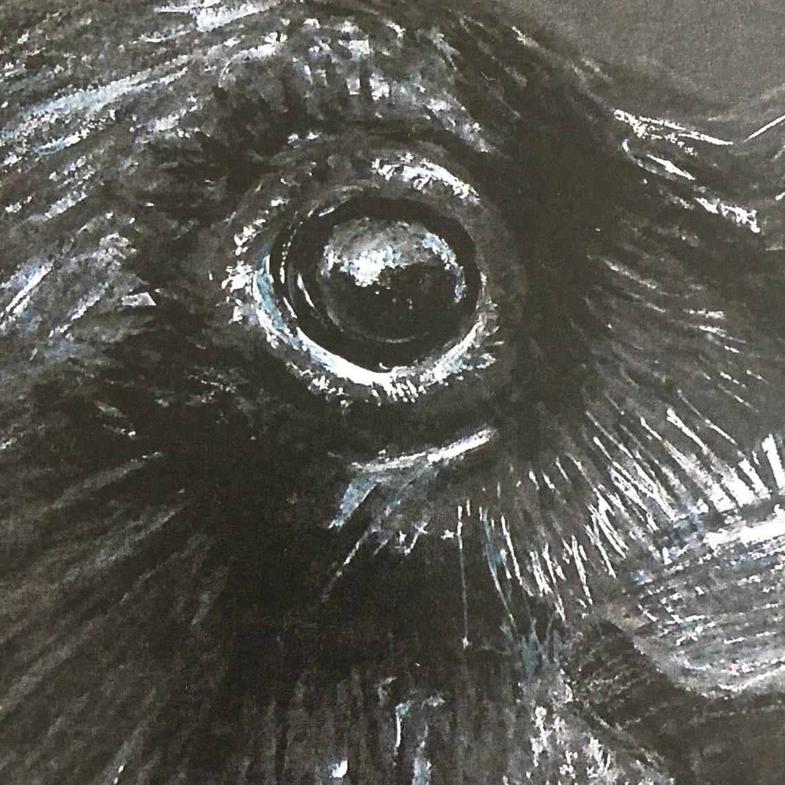 Crow Portrait facing Right A4 Art Print - Etsy