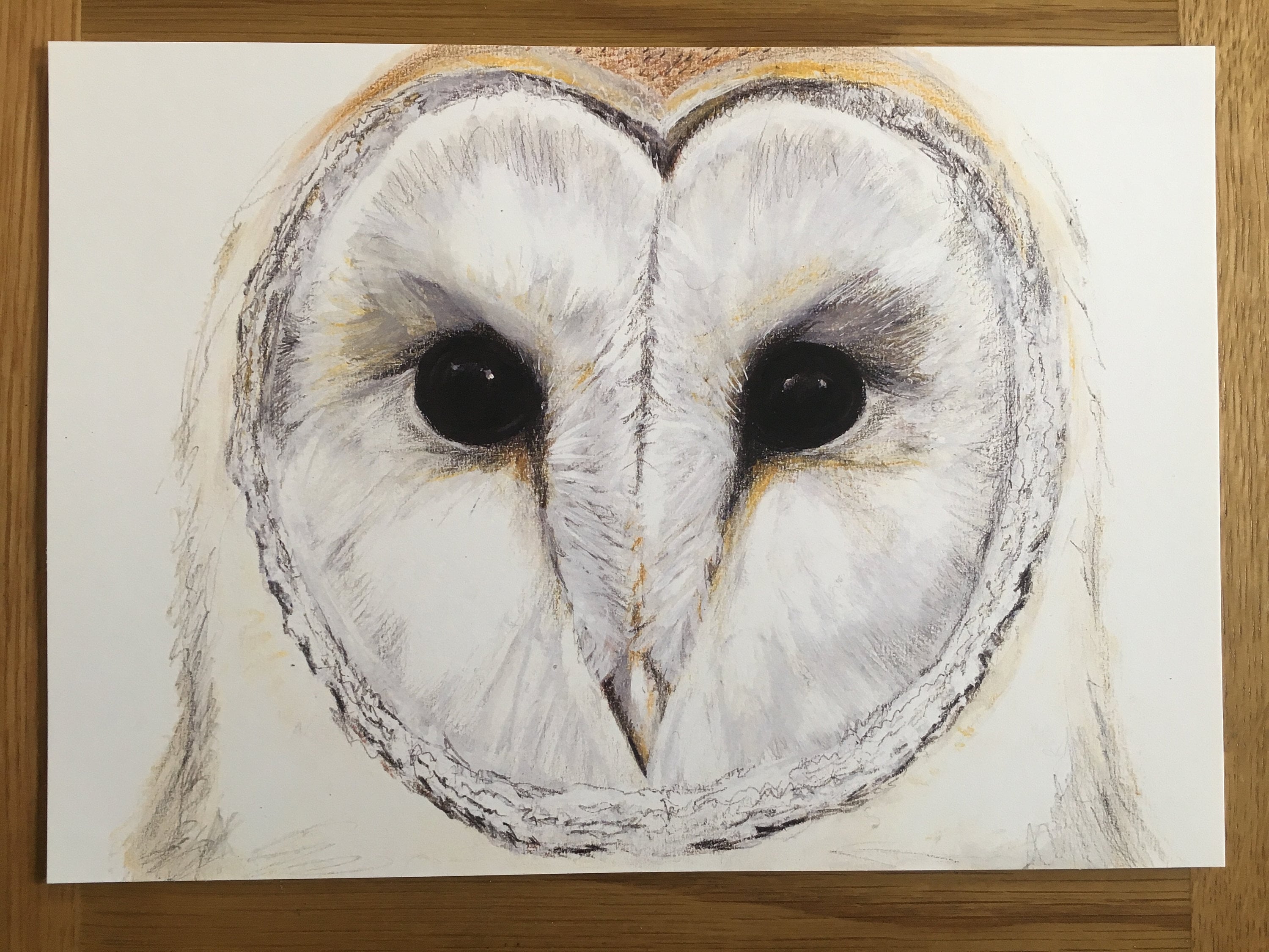 Barn Owl Face Drawing