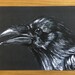 Carrion Crow Portrait (facing Left) A4 Art Print - Etsy