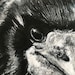 Rook Portrait A4 Art Print - Etsy