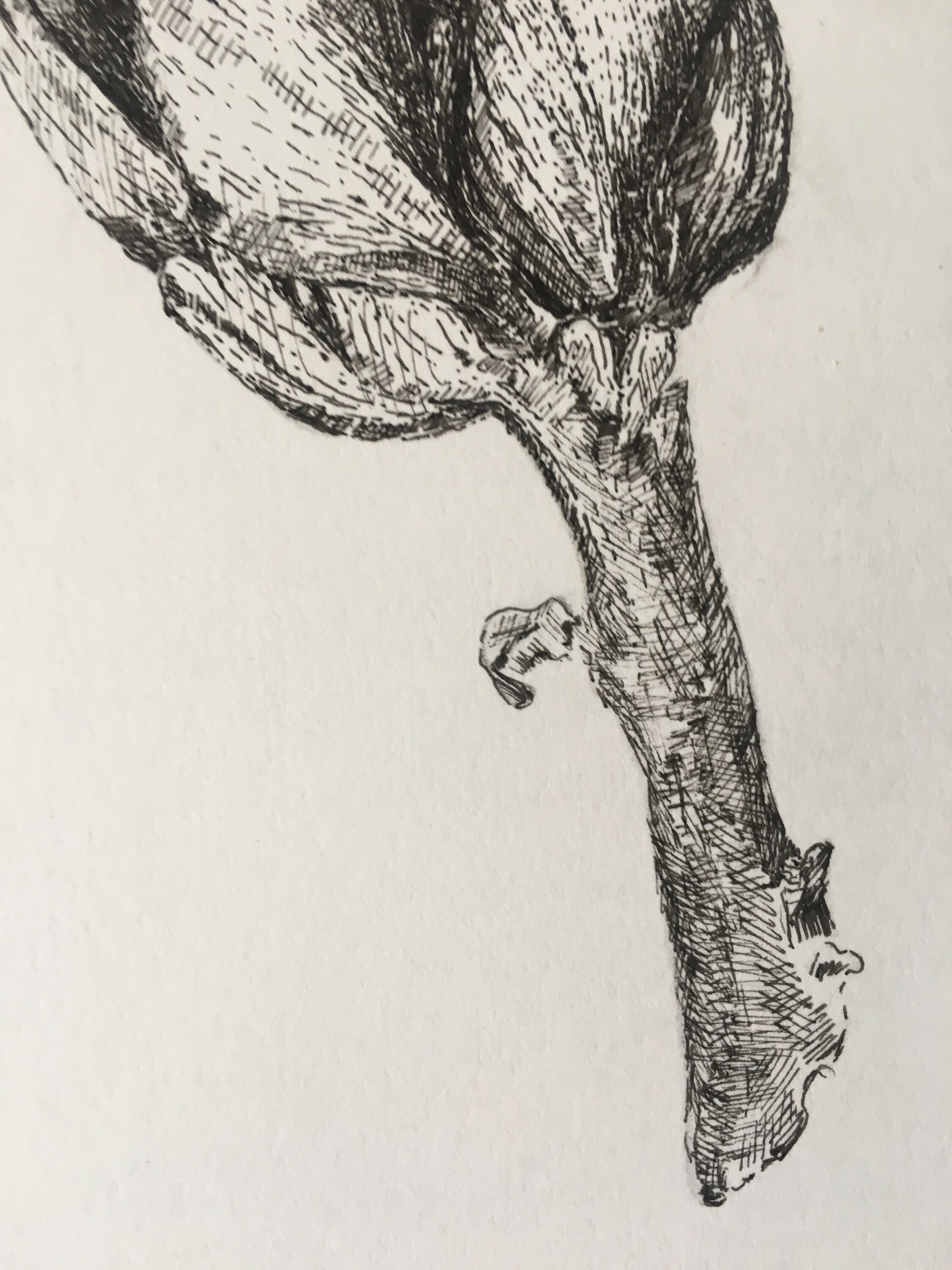 Botanical Ink Drawing, Botanica Print, Drawing, Artichoke Ink Drawing ...