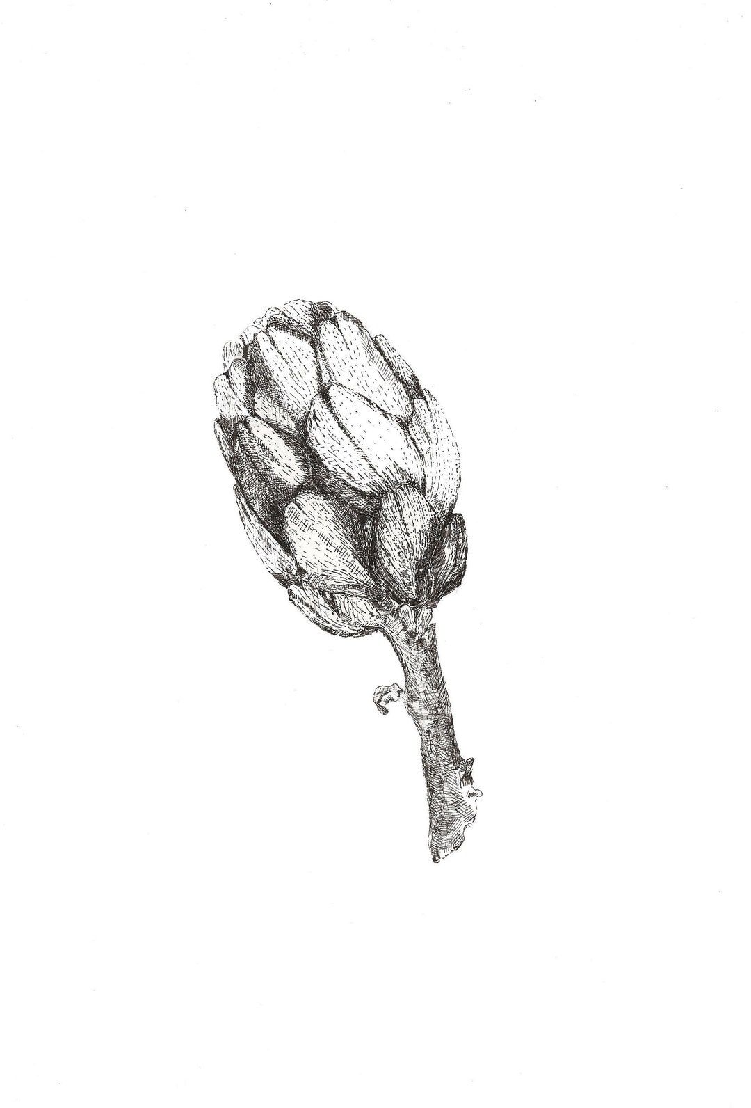 Botanical Ink Drawing, Botanica Print, Drawing, Artichoke Ink Drawing ...
