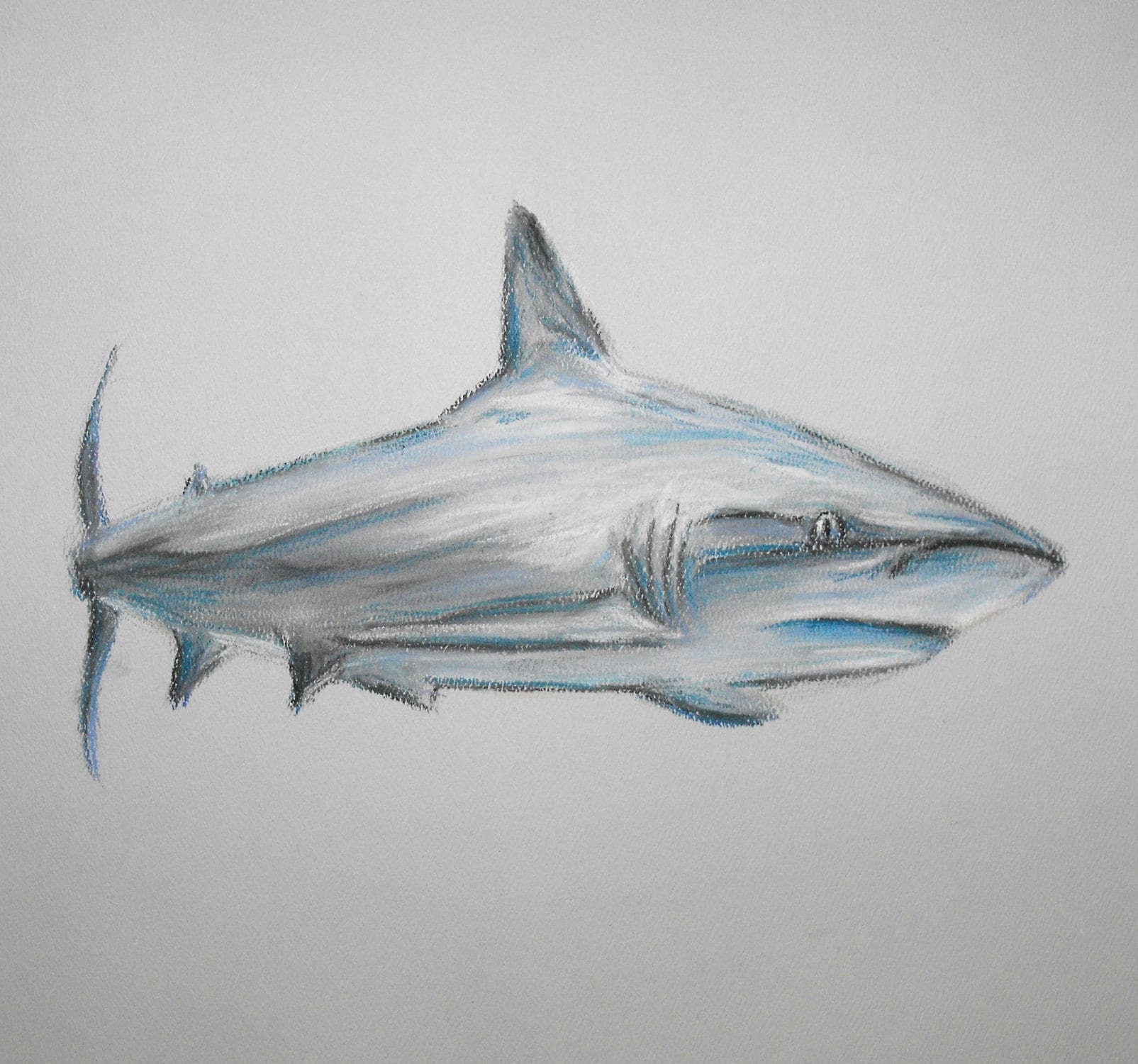 Shark Flow, Shark Drawing, Original Pastel Art, Soft Pastel Drawing ...