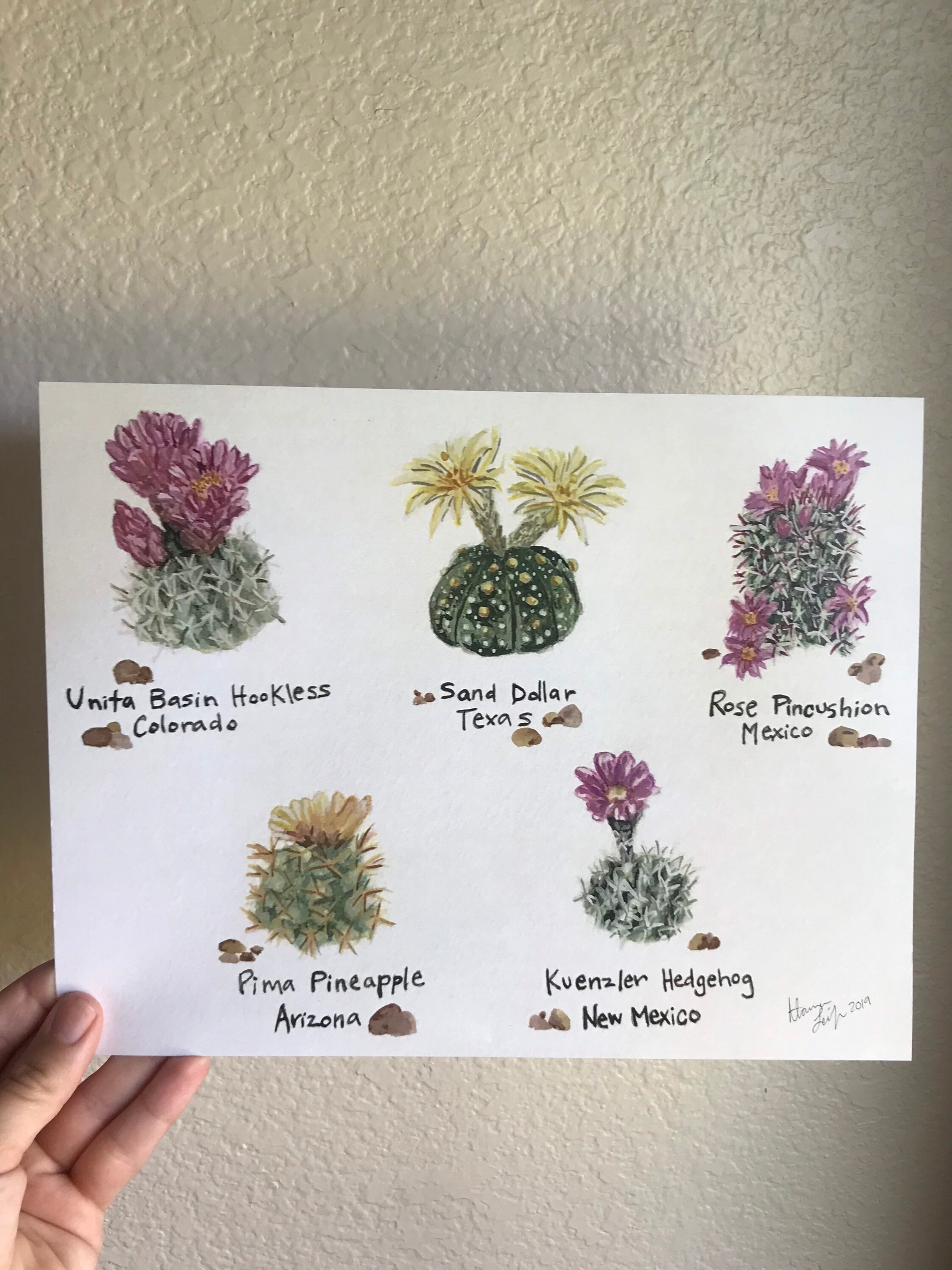 Endangered Cactus Star Flower