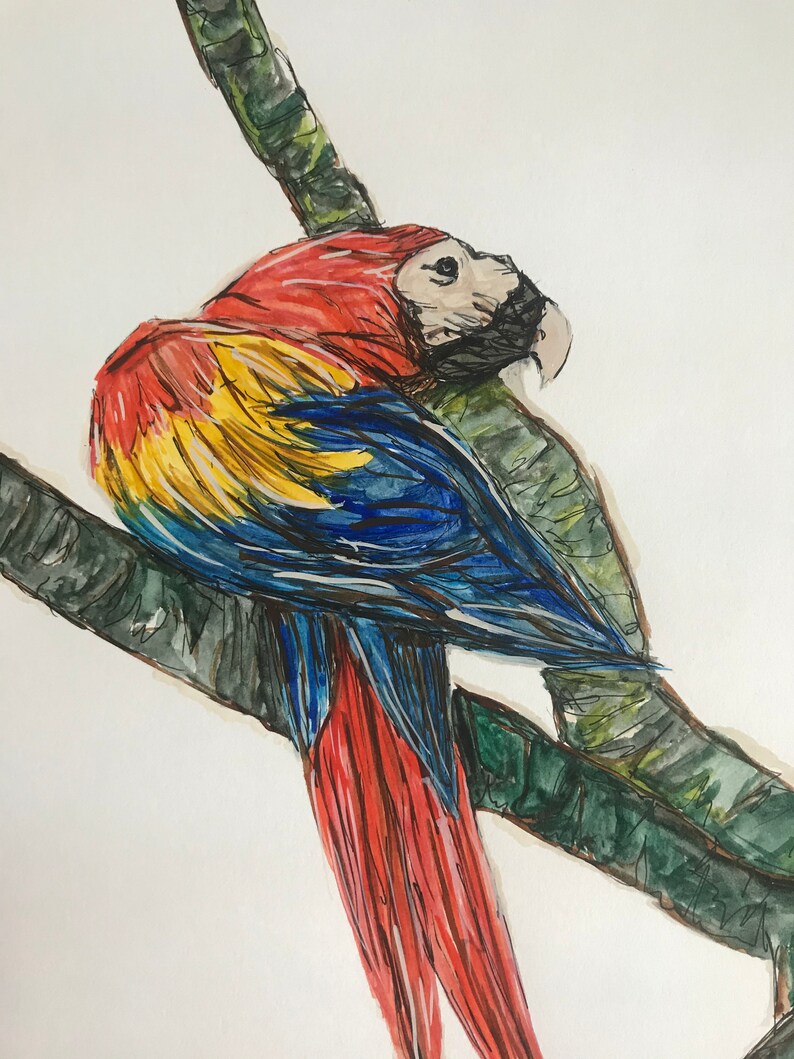 Scarlet Macaw Painting, Scarlet Macaw Art, Bird Art, Ornithology ...