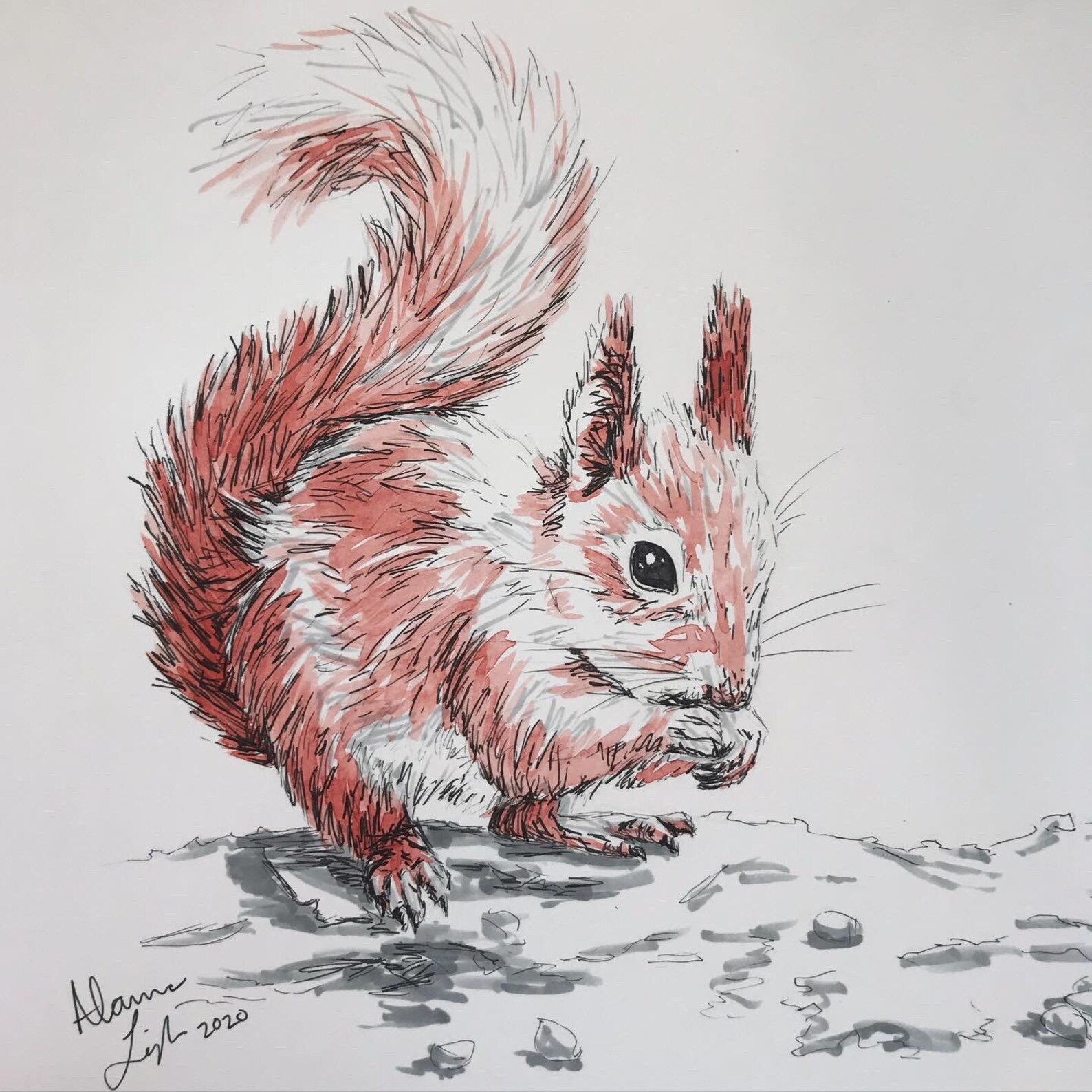 Red Squirrel, Squirrel Drawing, Animal Art, Woodland Animals, Forest ...
