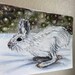 Snowshoe Hare, Hare, Rabbit, Bunny, Arctic Animals, Animal Art, Hare ...