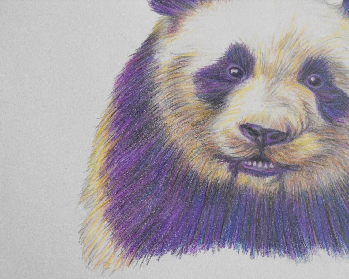 Tinted Panda, Panda Art, Original Panda Bear Drawing, Purple Panda Bear ...