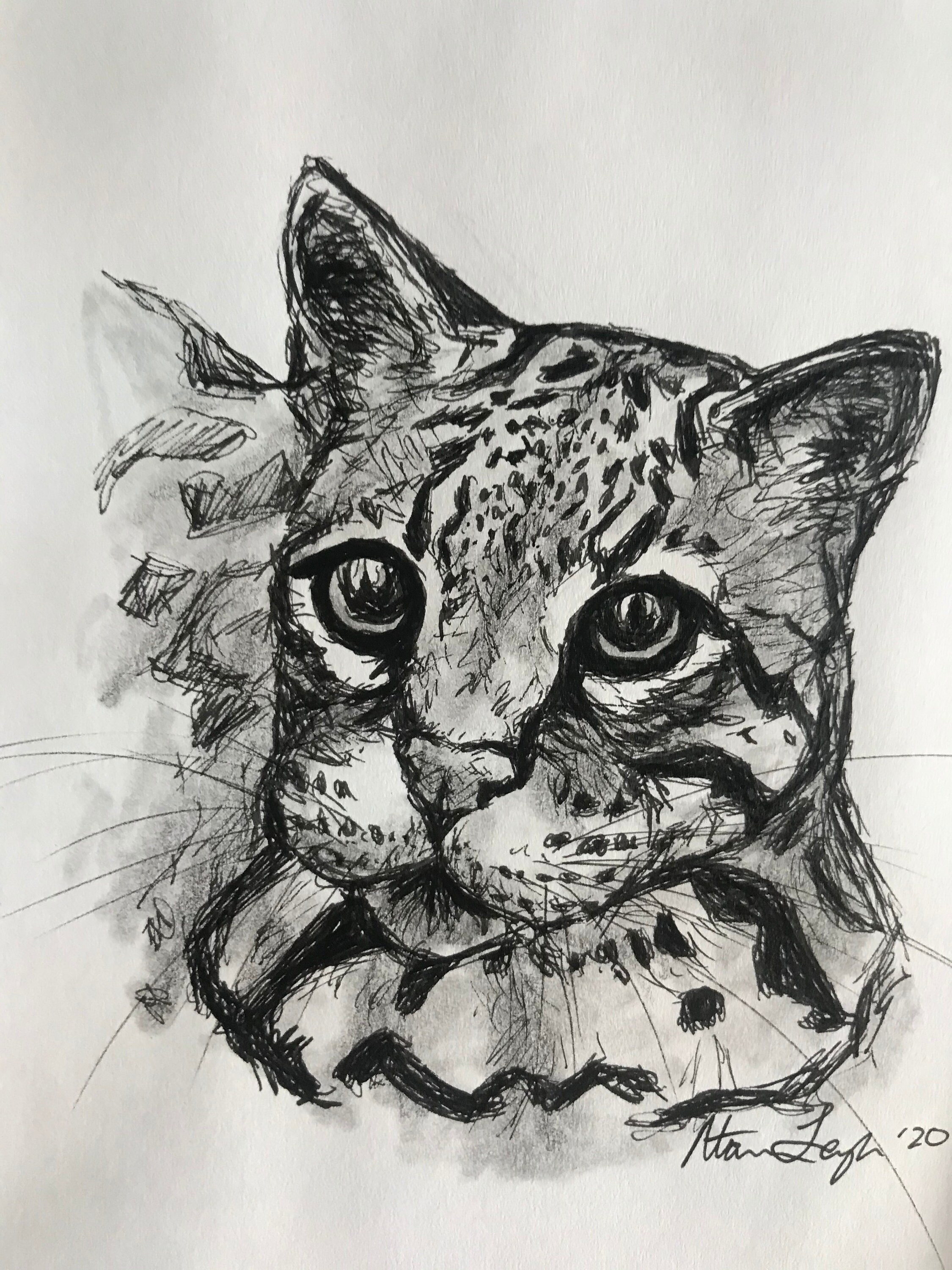 Ocelot Drawing, Ocelot Art, Big Cat Art, Wild Cat Drawing, Endangered ...