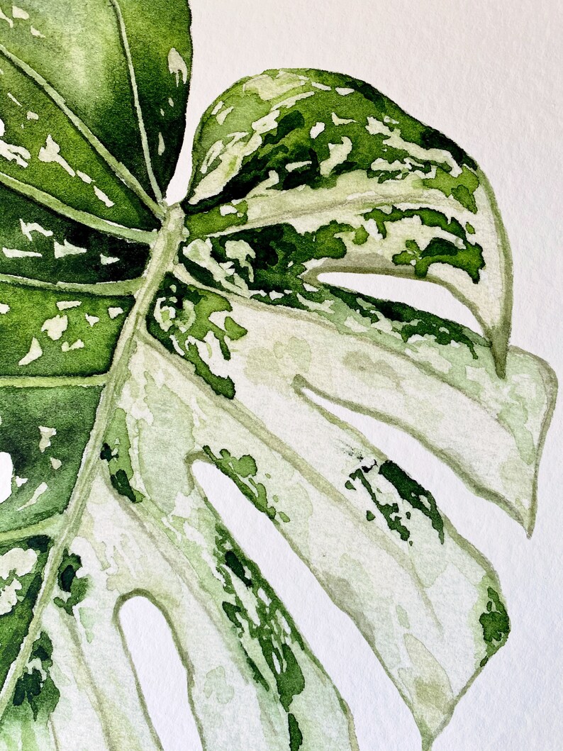 Variegated Monstera Print Green Leaf Wall Art Plant Wall - Etsy