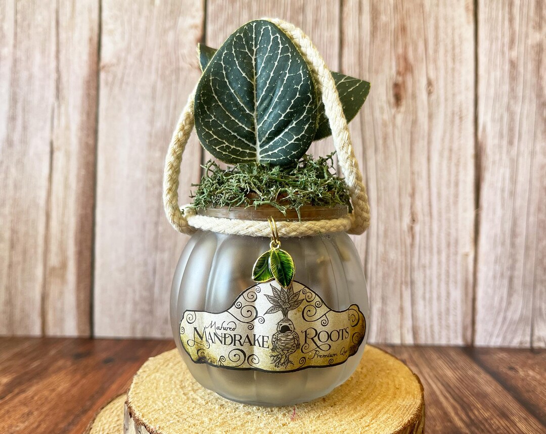 Mandrake Potion Decoration Apothecary Bottle, Beautiful Plant Magic ...