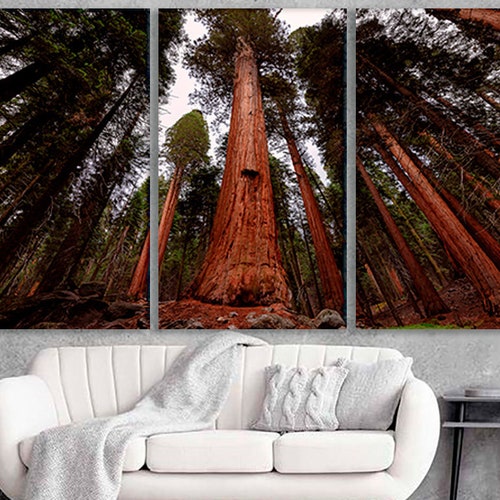 Redwood Forest Wall Art Canvas Tree Print Nature Home Art - Etsy