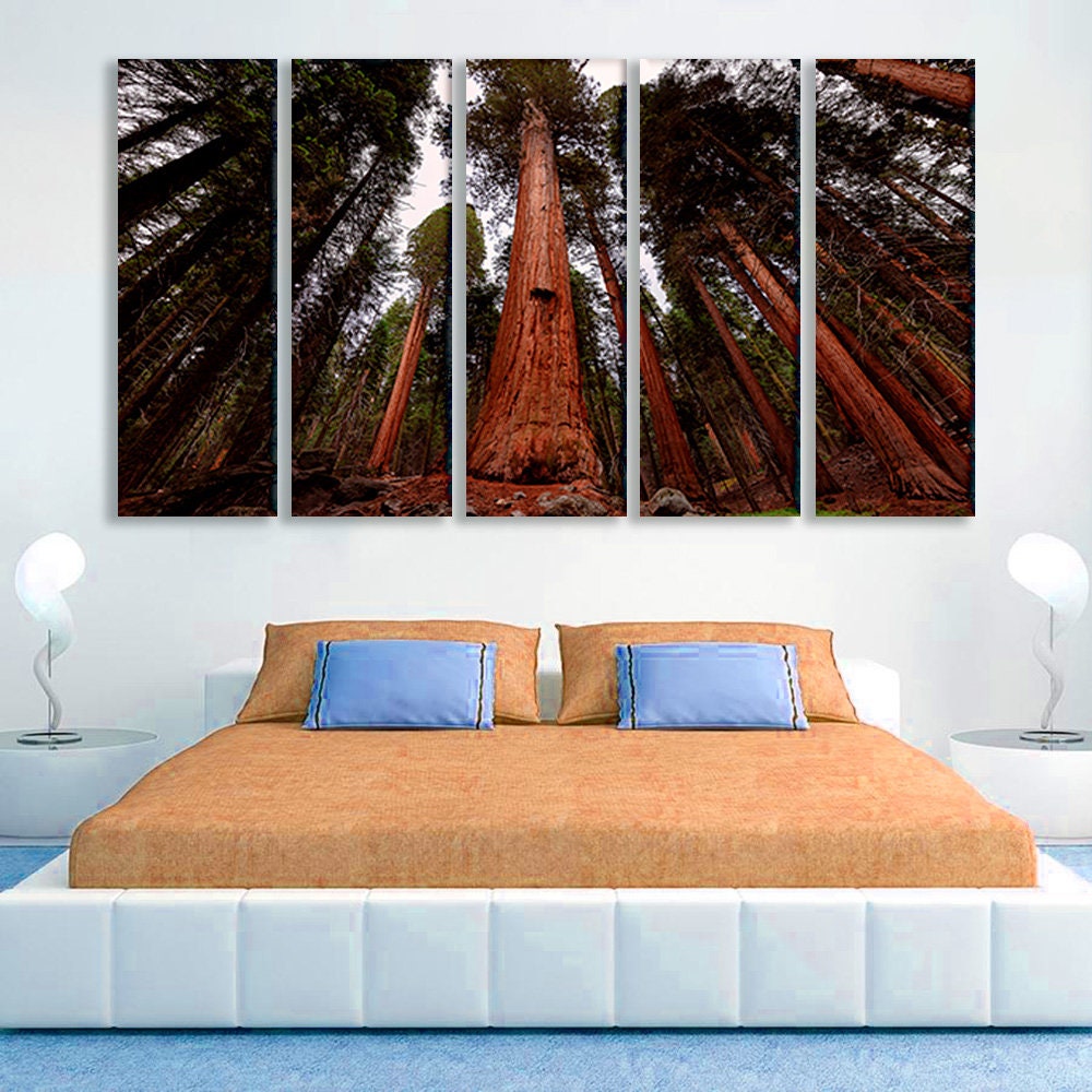 Redwood Tree Canvas California Redwoods Redwood Forest | Etsy