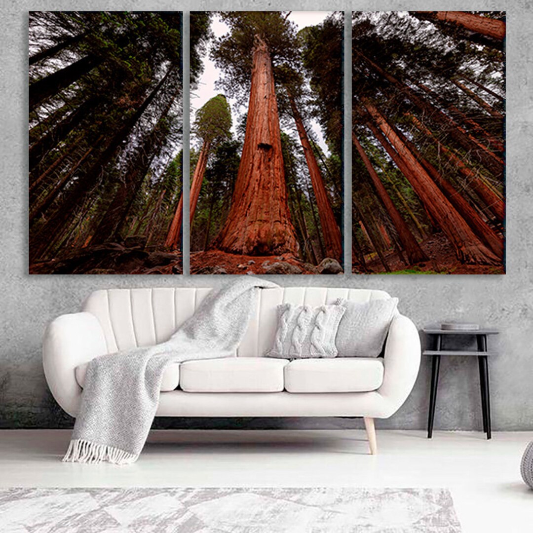 Redwood Tree Canvas California Redwoods Redwood Forest - Etsy