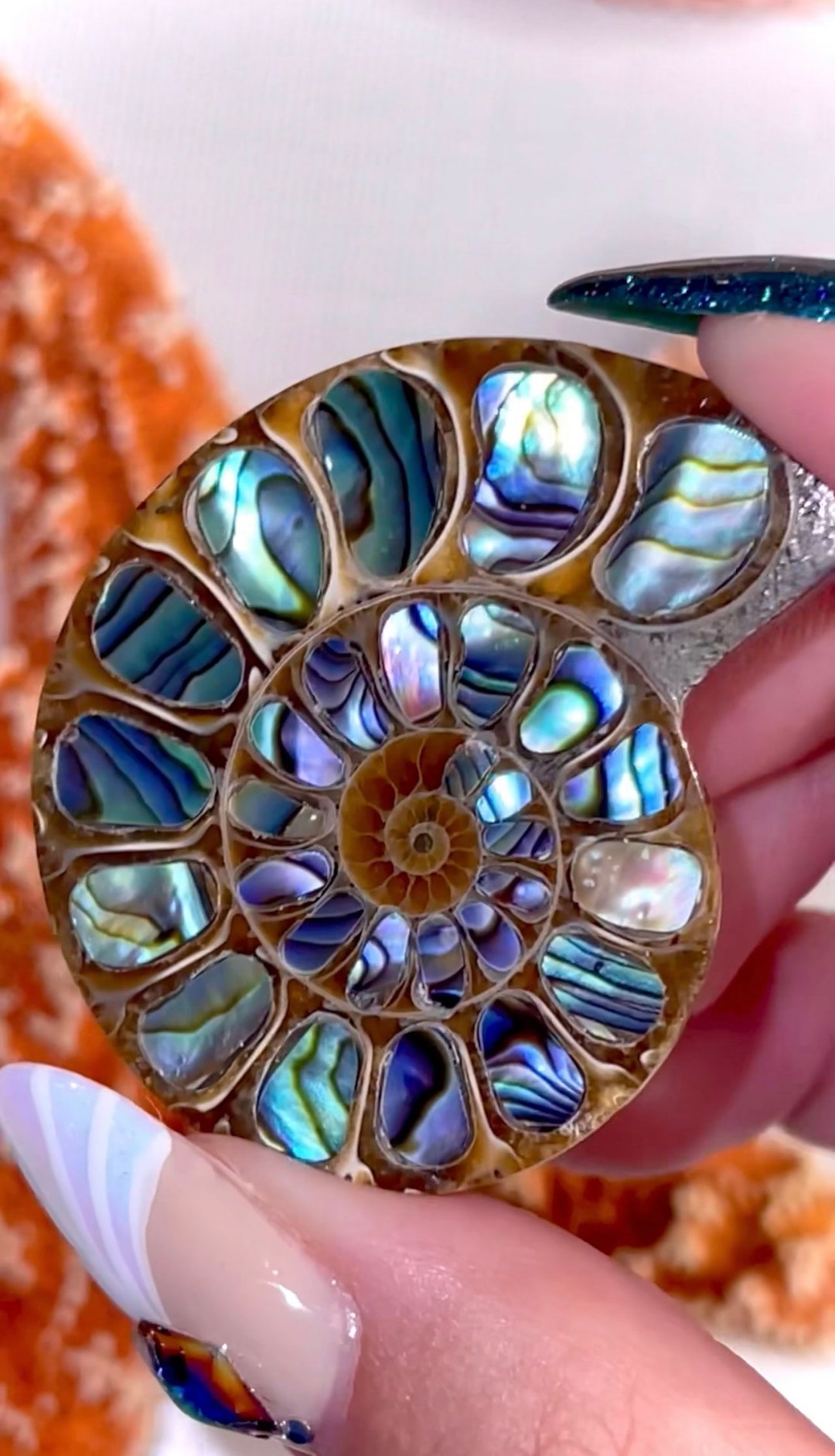 Ammonite Fossil With Abalone Shell Inlay, Rare Abalone Ammonite Inlay ...