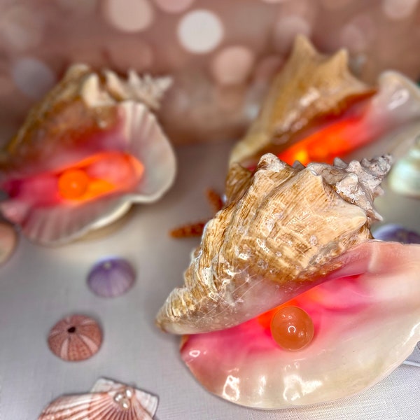 Conch Shell Lamp - Etsy