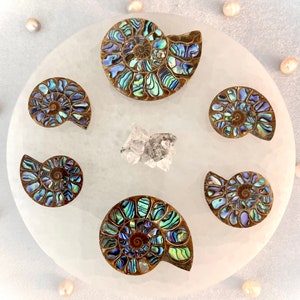 Ammonite Fossil With Abalone Shell Inlay, Rare Abalone Ammonite Inlay ...